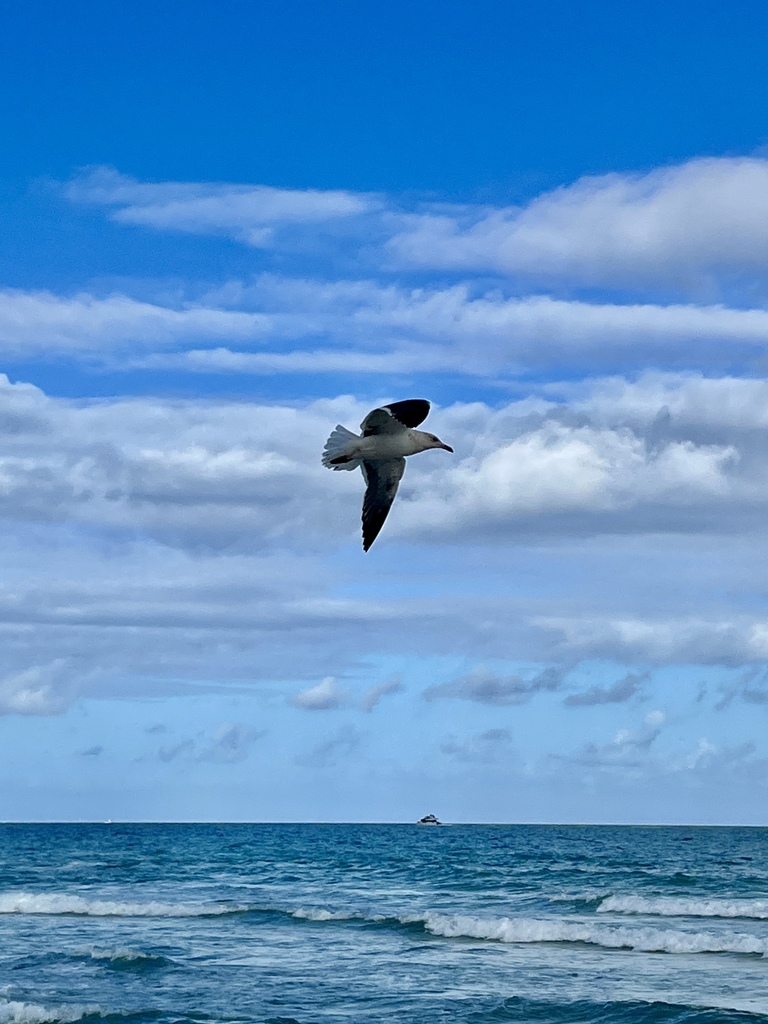 Large White-headed Gulls from North Beach, Miami Beach, FL 33141, États ...