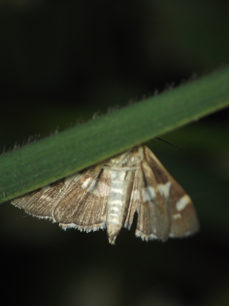 Hawaiian Beet Webworm Moth from Tambapura, Jalgaon, Maharashtra, India ...