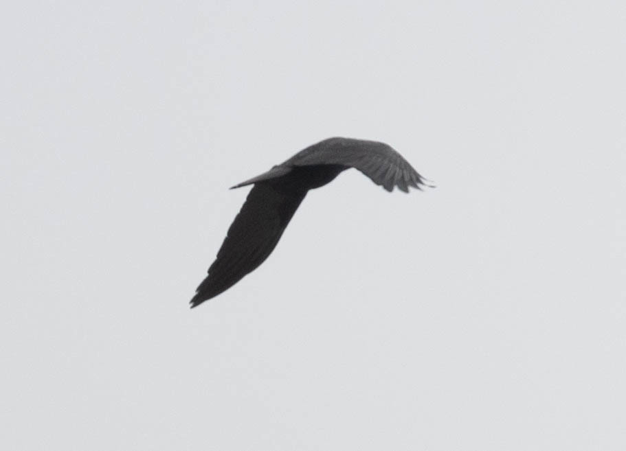 Crows and Ravens from Lee County, FL, USA on February 6, 2022 at 09:13 ...