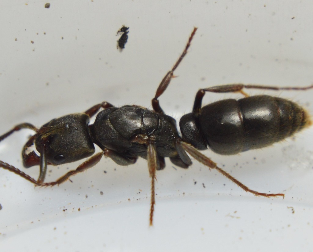 Rapacious Panther Ant from Monterrey, Nuevo Leon, Mexico on July 25 ...