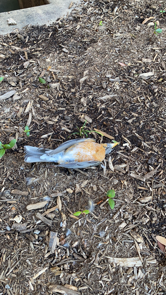 American Robin from Raleigh on February 6, 2022 at 03:02 PM by Chris ...