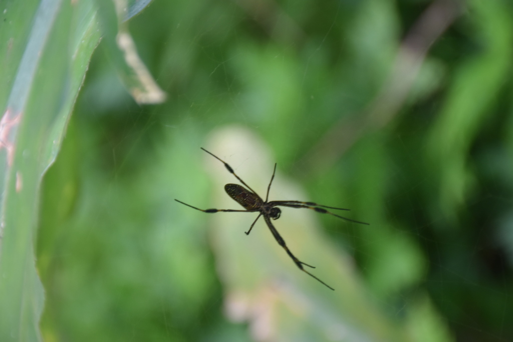 Golden Silk Spider from Maracas waterfall on February 6, 2022 at 04:35 ...