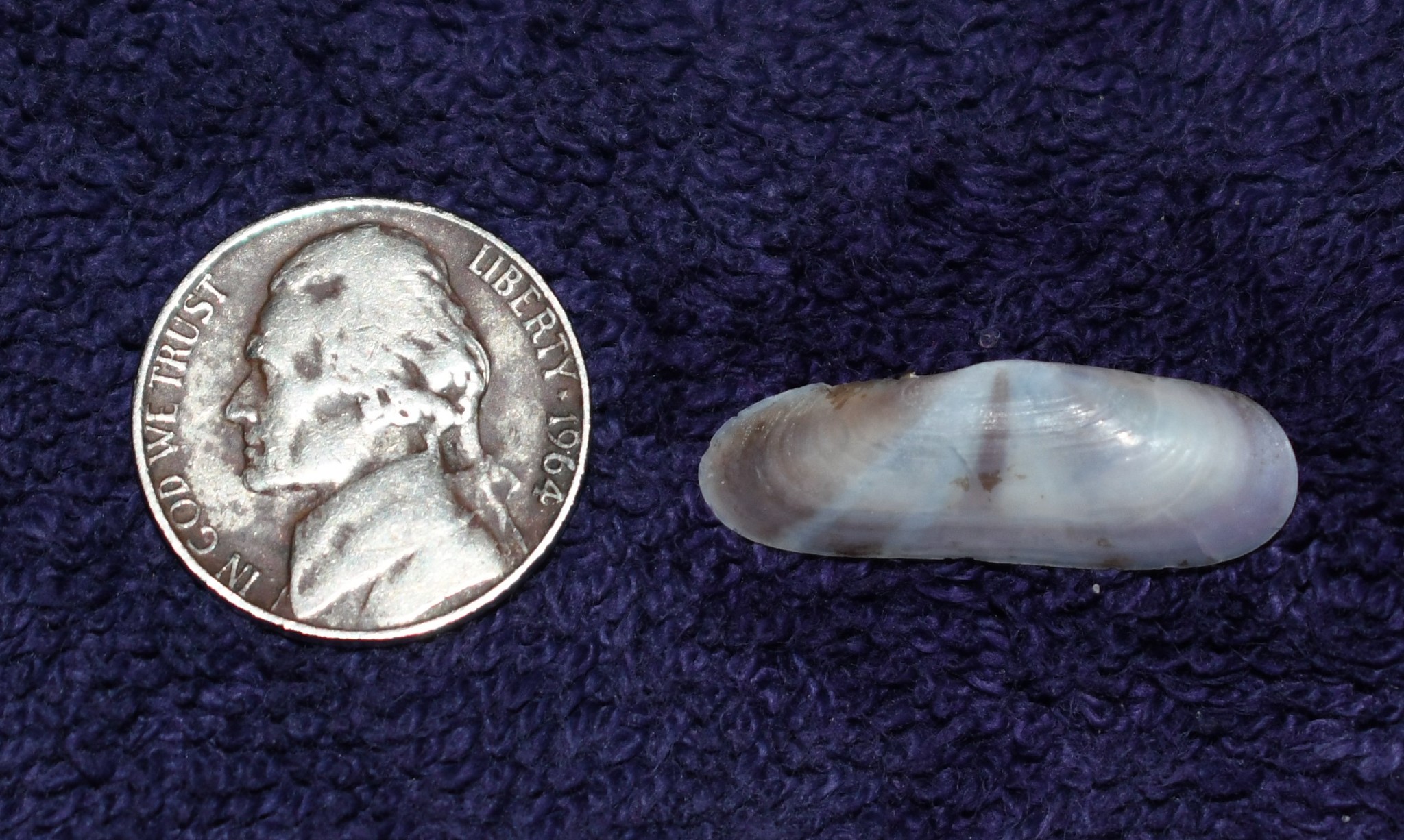 Tagelus divisus (Spengler, 1794)