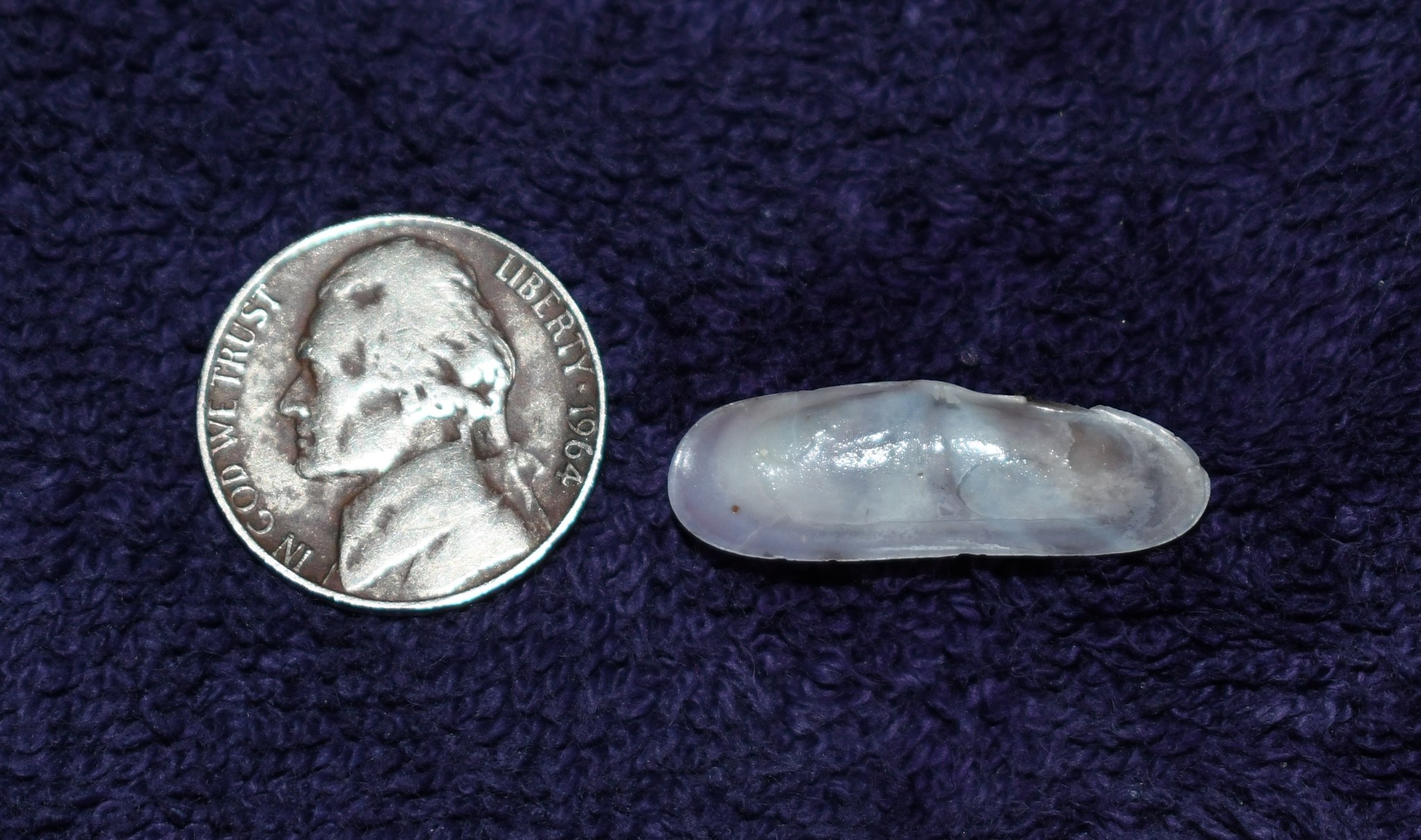 Tagelus divisus (Spengler, 1794)