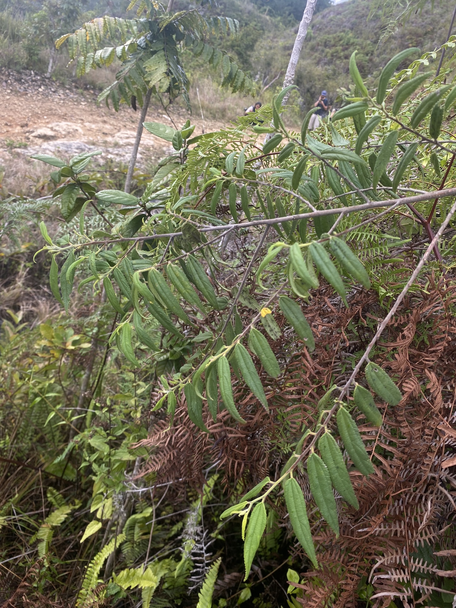 Trema lamarckiana (Roem. & Schult.) Blume