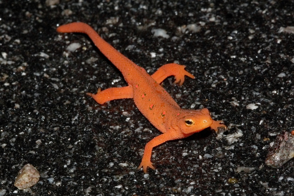 Red-spotted Newt from Lickskillet, North Carolina, United States on May ...