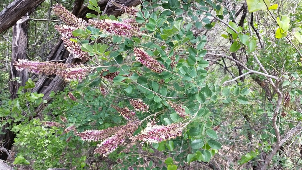 Texas amorpha (Amorpha roemeriana) - Botanical Realm