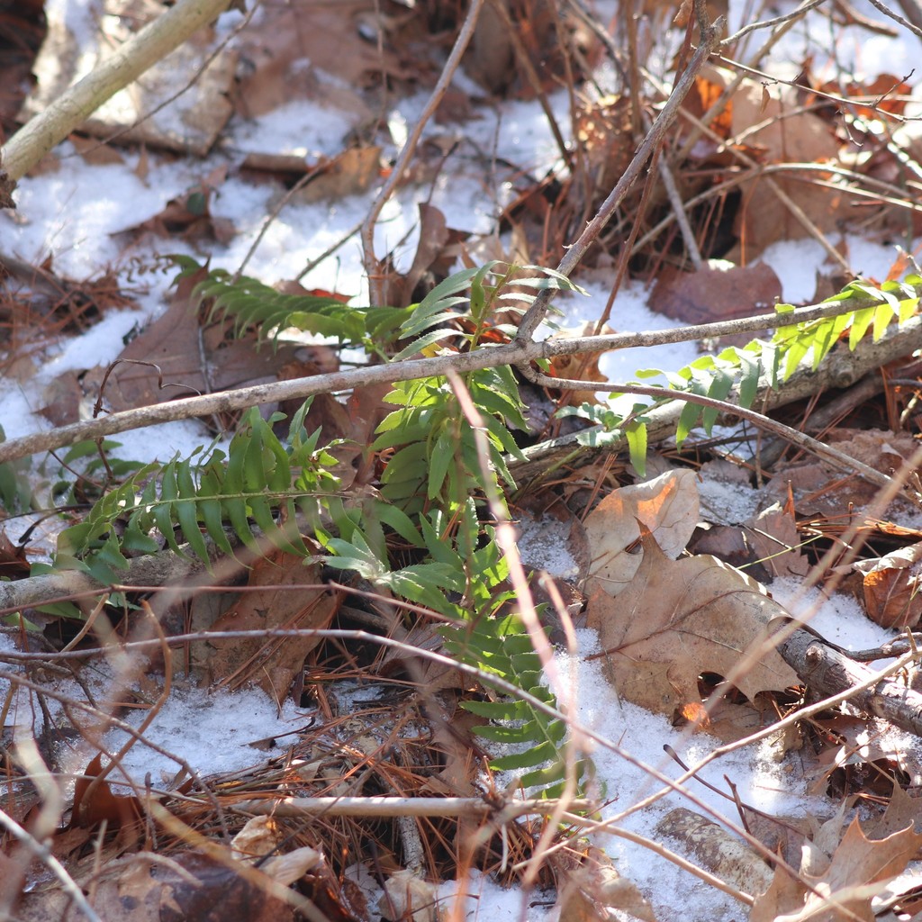 Christmas fern from Windsor Locks, CT, USA on February 6, 2022 at 02:29 ...