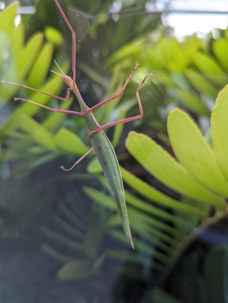 Spur Legged Phasmid from Wolli Creek NSW 2205, Australia on February 07 ...