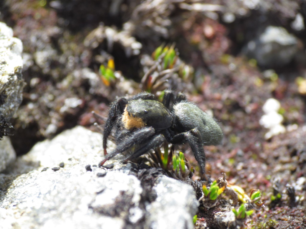 Jumping Spiders from Mount Pisa, New Zealand on February 06, 2022 at 11 ...