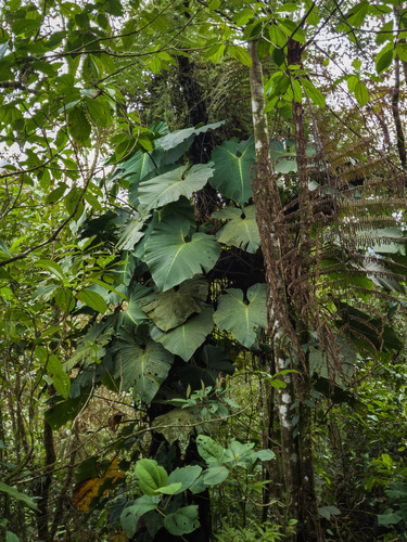 Philodendron magnum · iNaturalist