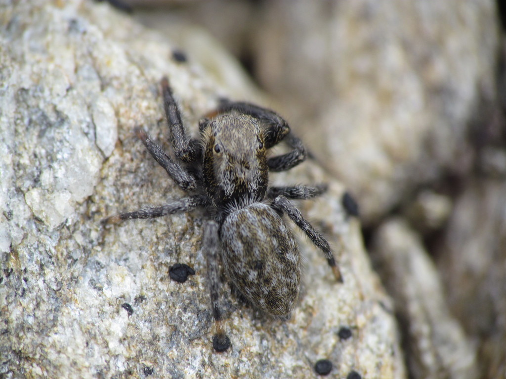 Jumping Spiders from Mount Pisa, New Zealand on February 06, 2022 at 12 ...