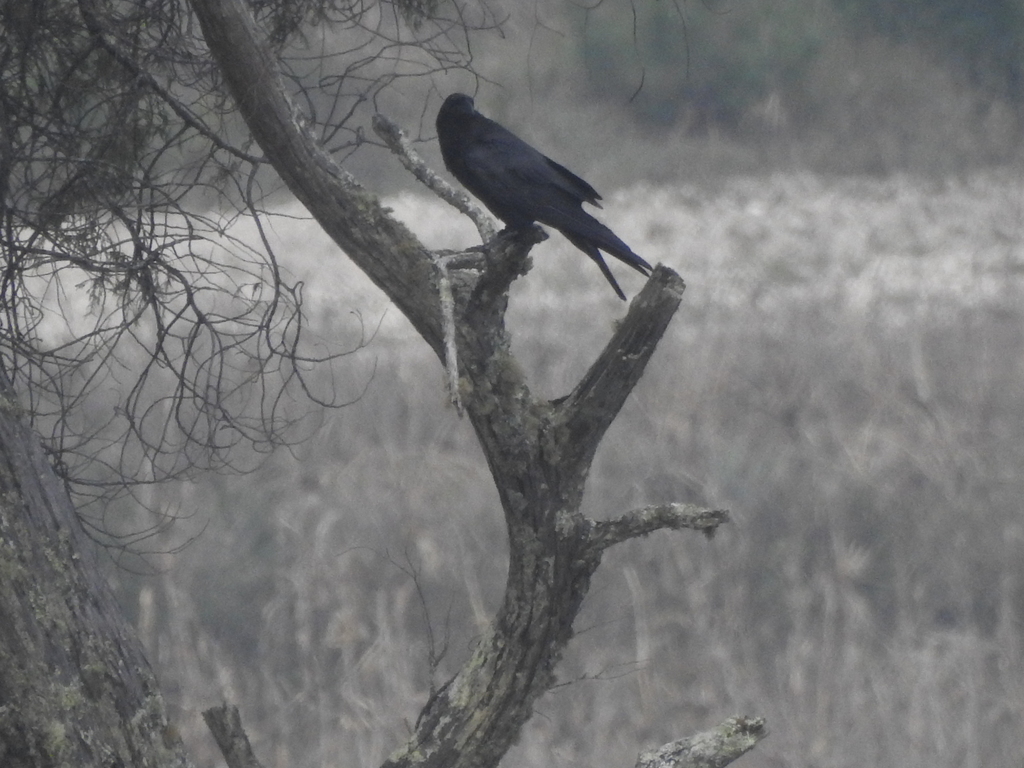 Common Raven from Oaxaca, Mexico on April 27, 2018 at 08:55 AM by Diana ...