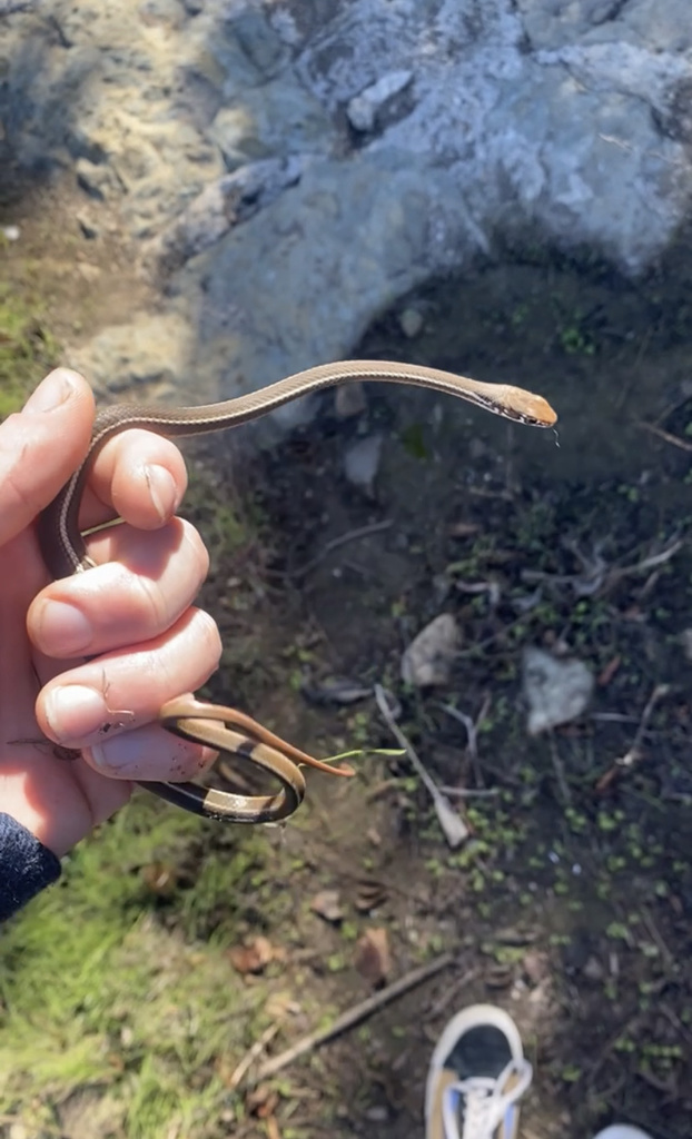 California Striped Racer from California State University Channel ...