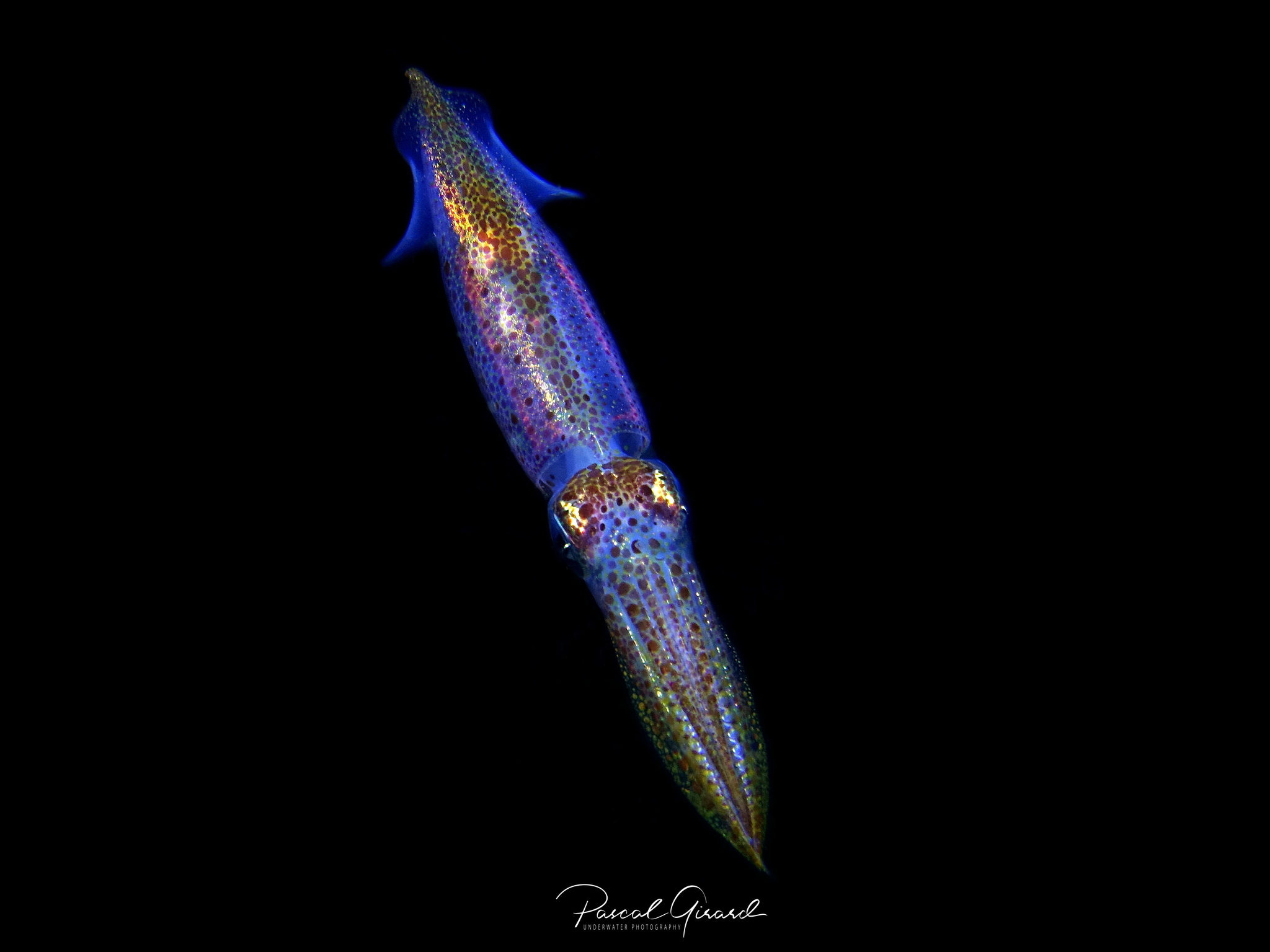 Alloteuthis media (Linnaeus, 1758)