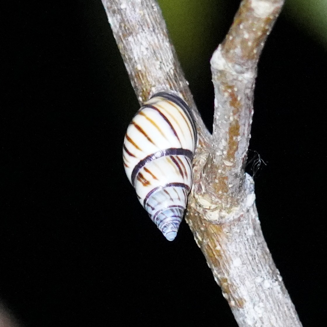 Drymaeus multilineatus (Say, 1825)