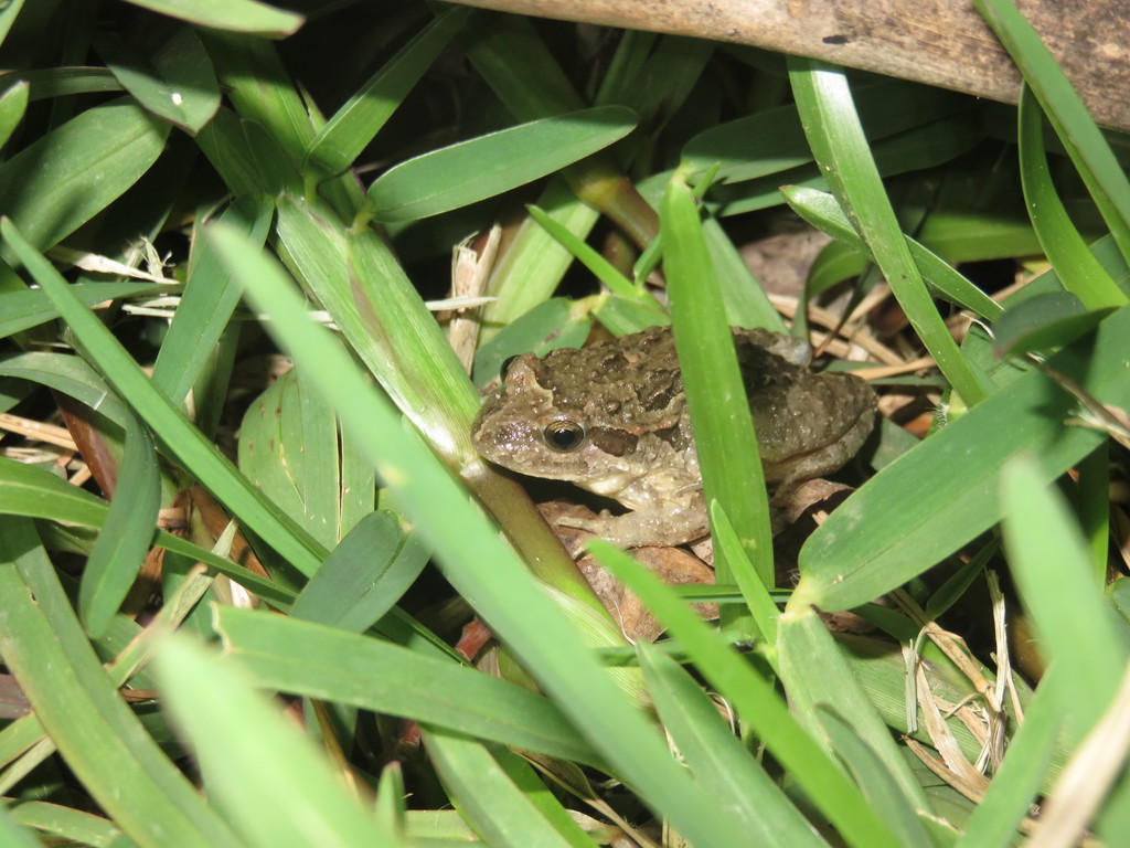 Iberian Painted Frog from Cádiz, Spain on May 05, 2018 at 10:07 PM by ...