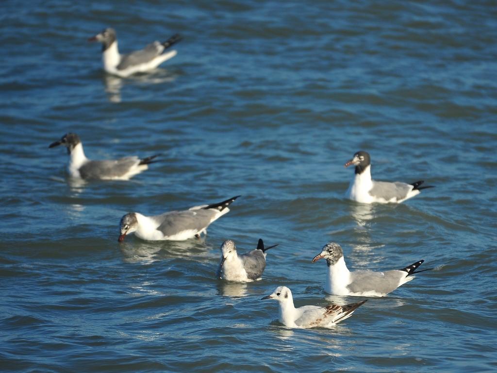 Bonaparte's Gull from Cameron County, TX, USA on February 5, 2022 at 04 ...