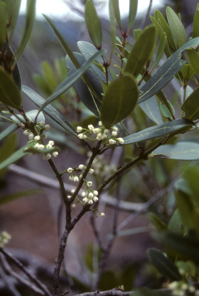 (Notelaea austrocaledonica) - Botanical Realm