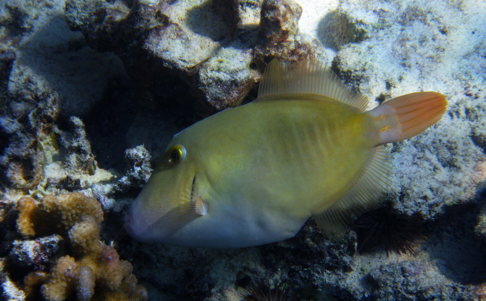 Cantherhines dumerilii (Hollard, 1854)