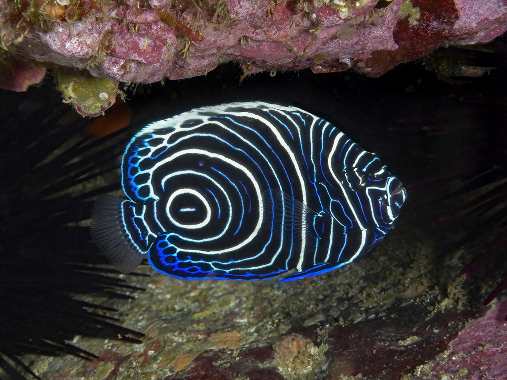 Emperor Angelfish from South Solitary Island, New South Wales ...