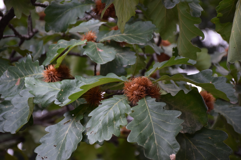 Daimyo Oak from Huairou District, Beijing, China on August 29, 2014 at ...