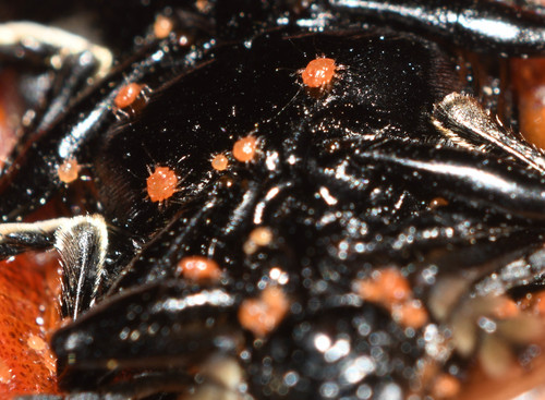Family Canestriniidae · iNaturalist