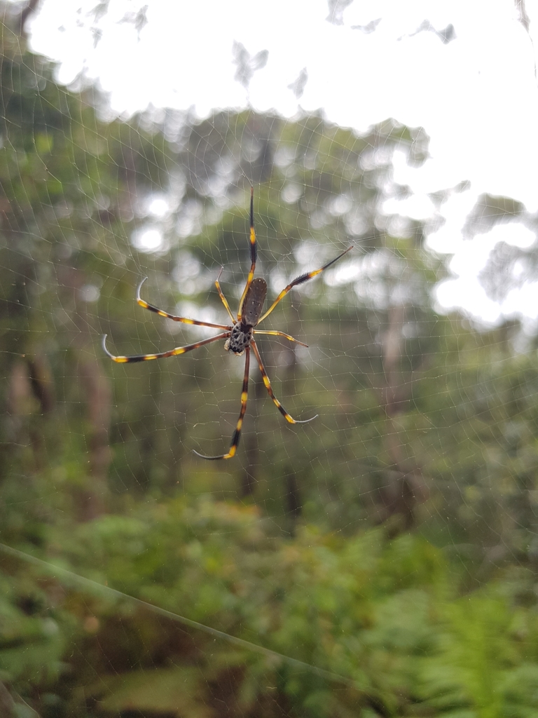 Tiger Spider from Mosman NSW 2088, Australia on February 7, 2022 at 11: ...