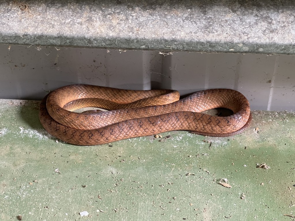 Brown Tree Snake from 82 Top Yard Rd, Wamuran Basin QLD 4512, Australia ...