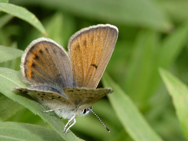 Greenish Blue (Butterflies of Oregon Caves National Monument and ...