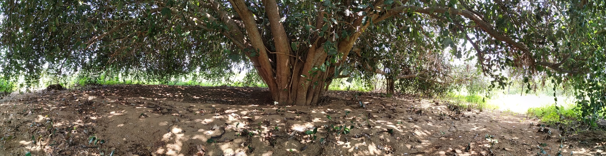 Licania rigida Benth.