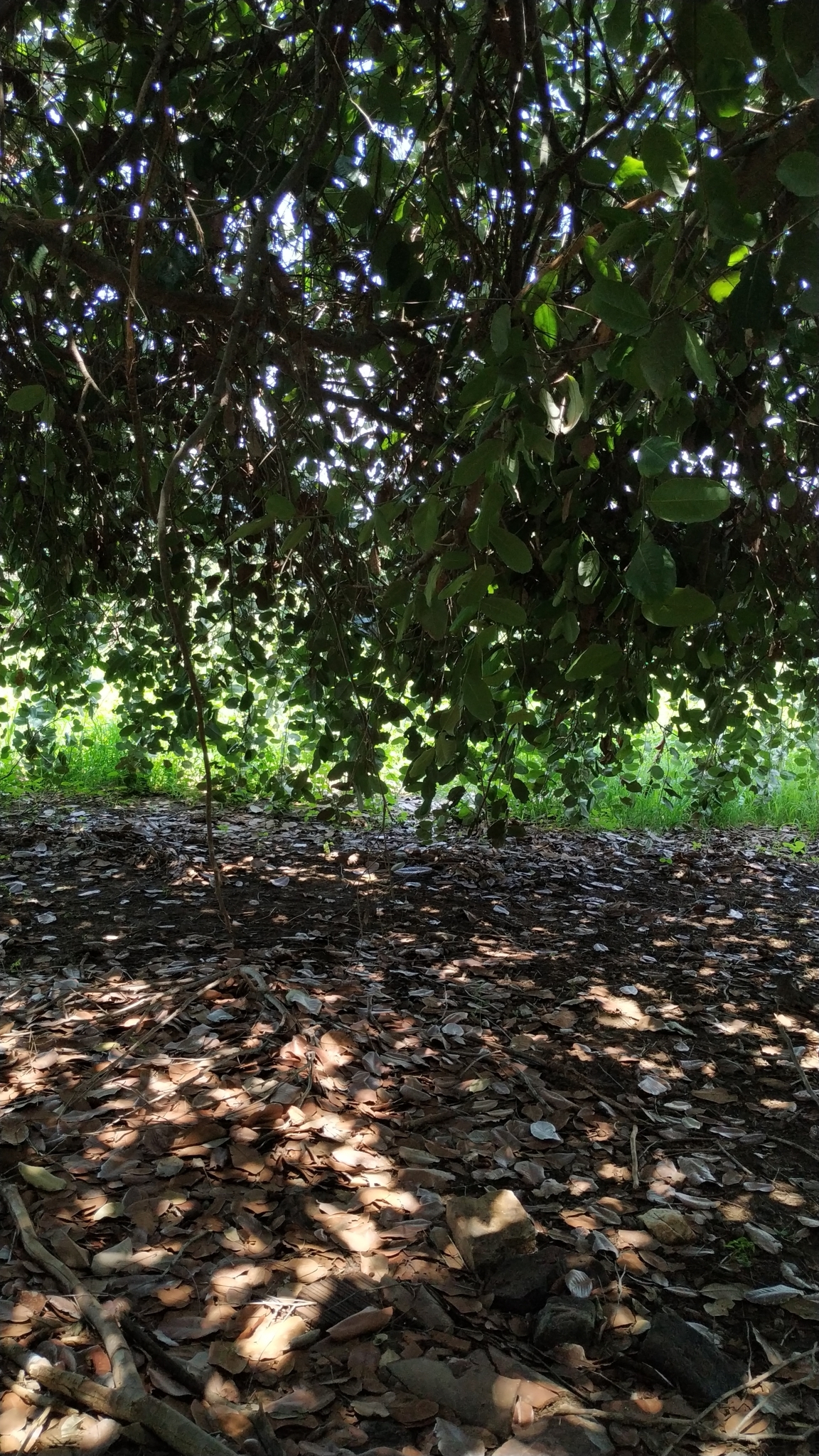 Licania rigida Benth.