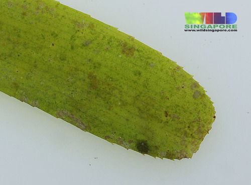 Cymodocea serrulata (Flora Singapore List C) · iNaturalist