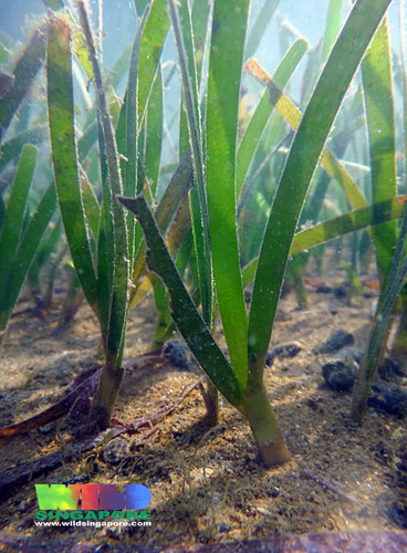Cymodocea rotundata (Flora Singapore List C) · iNaturalist