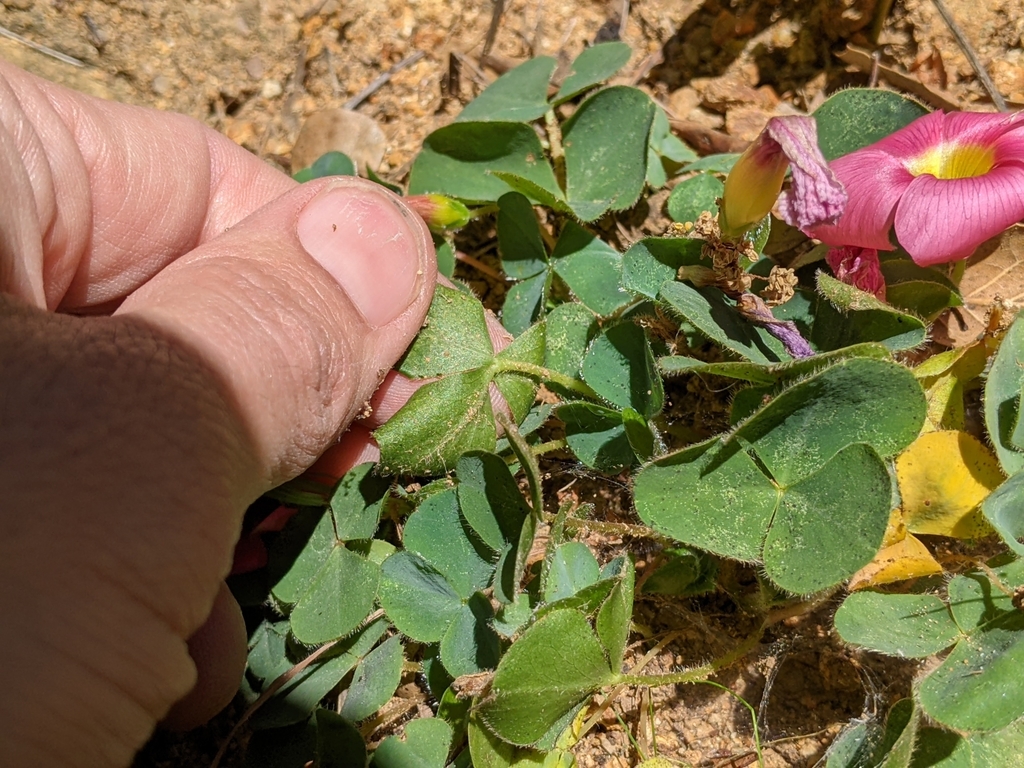 Oxalis purpurea (Madeira Pflanzen Myrtales, Oxalidales, Ranunculales ...