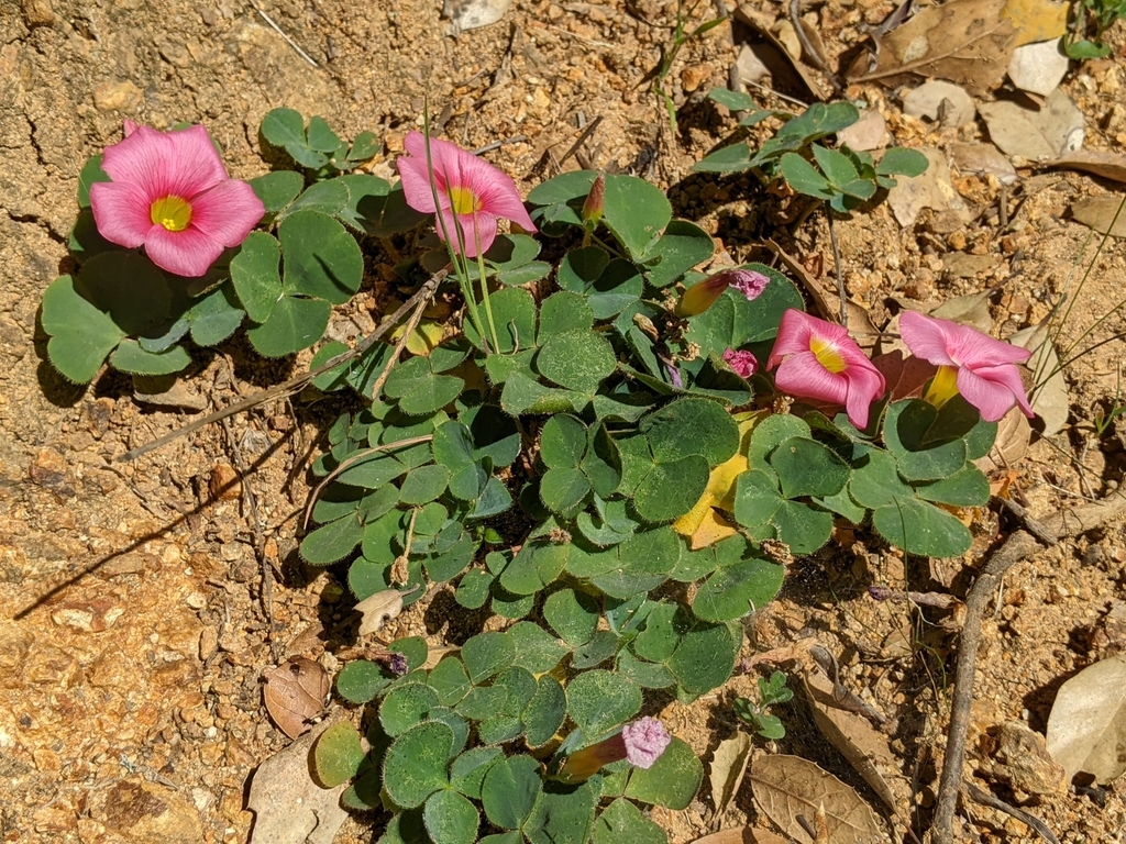 Oxalis purpurea (Madeira Pflanzen Myrtales, Oxalidales, Ranunculales ...