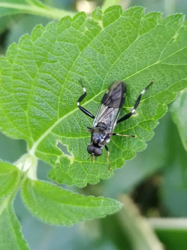 Garden soldier fly from Prado, Montevideo, Montevideo Department ...