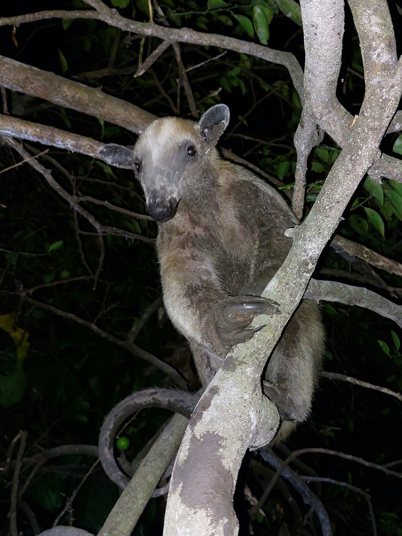 Tamandua tetradactyla (Linnaeus, 1758)