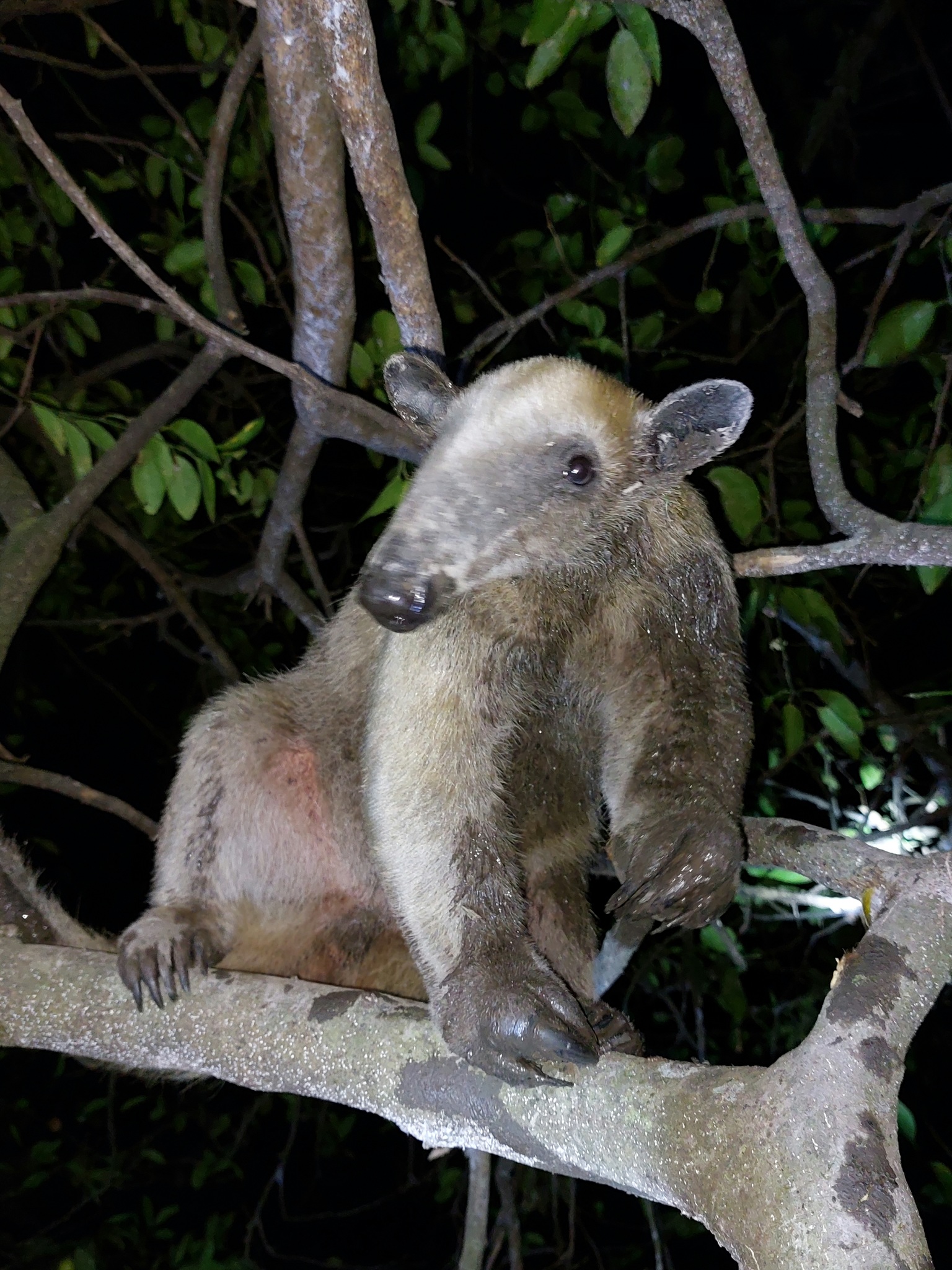 Tamandua tetradactyla (Linnaeus, 1758)
