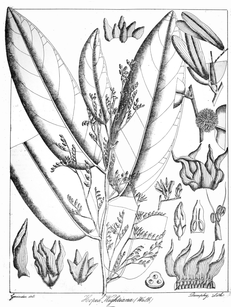 kambakam (Hopea ponga) - Botanical Realm