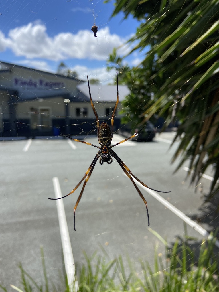 Tiger Spider from Brokenwood Cct, Gumdale, QLD, AU on February 4, 2022 ...