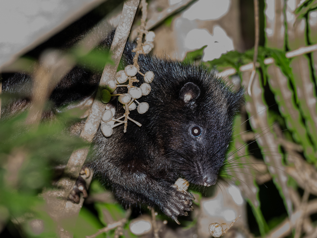 Giant Cloud Rats (Phloeomys) - Know Your Mammals