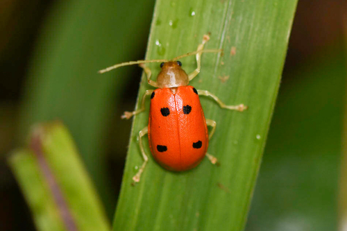 Isotes sexpunctata · iNaturalist