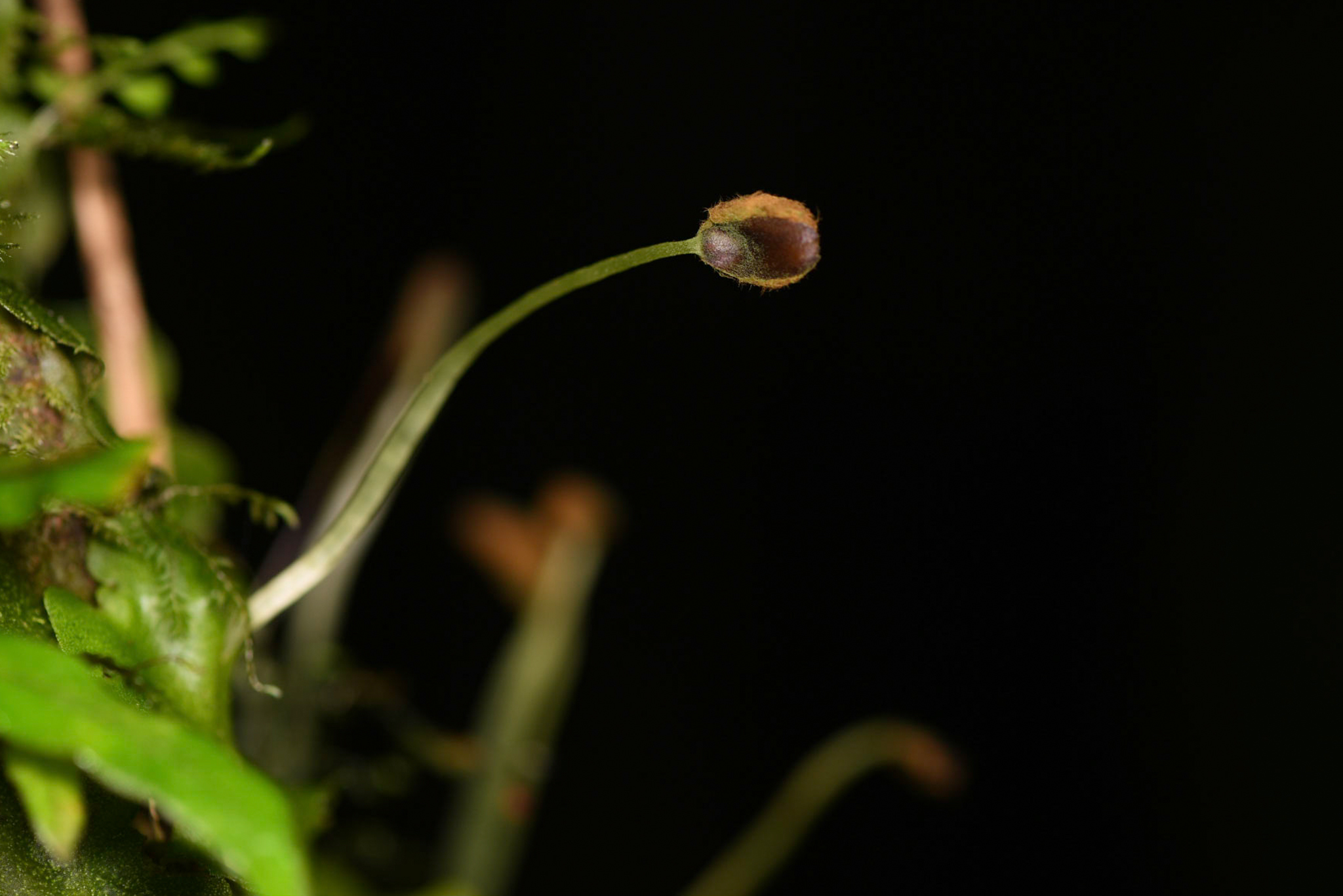 Monoclea gottschei Lindb.