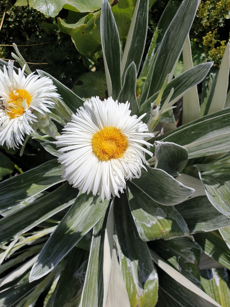 Large Mountain Daisy from Mackenzie District, Canterbury, New Zealand ...