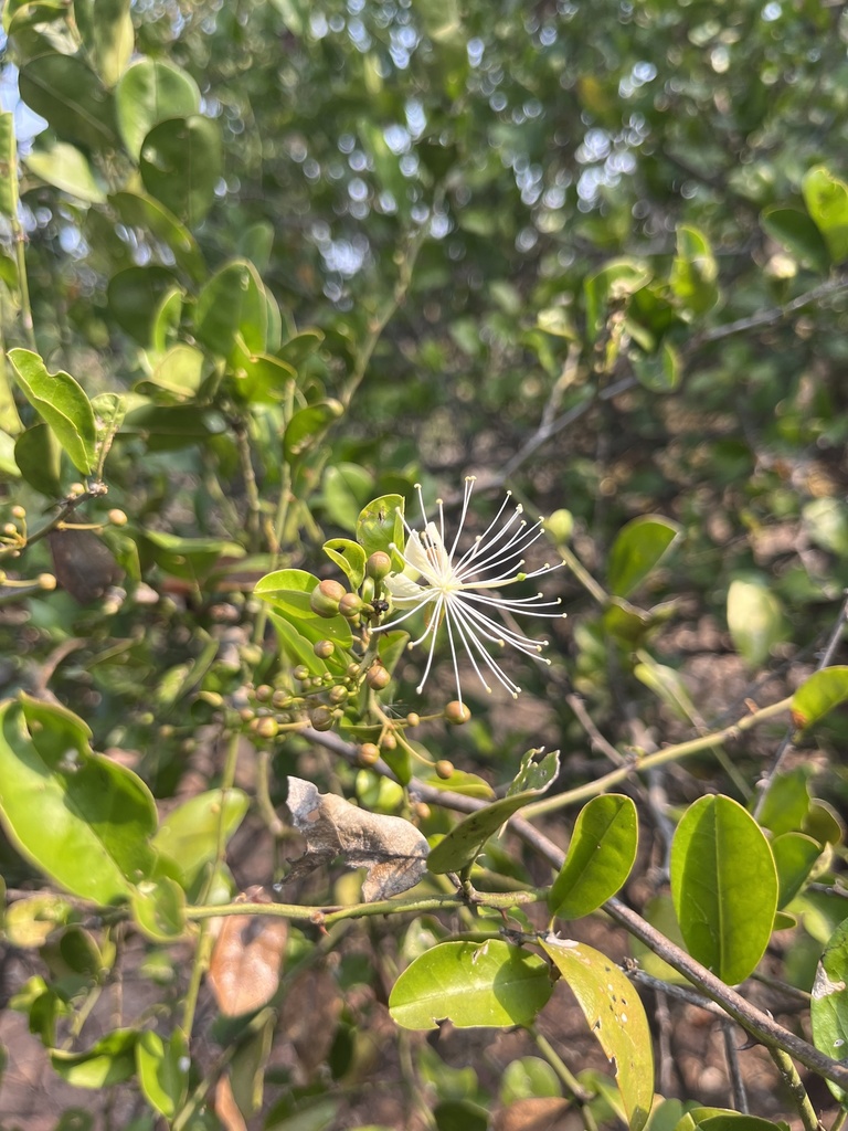 indian caper in February 2022 by fahmmp · iNaturalist