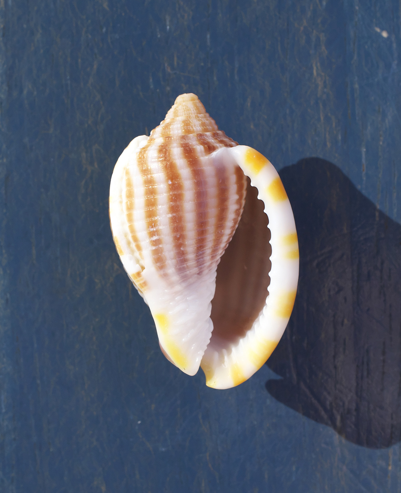 Phalium flammiferum (Röding, 1798)