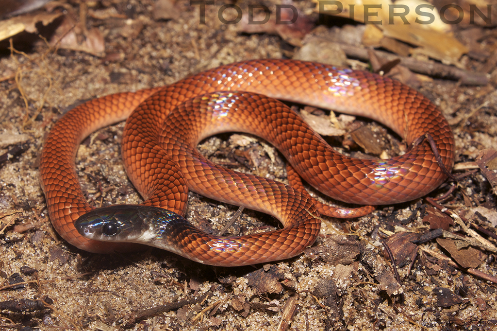 Clelia clelia clelia (Serpientes de Colombia) · iNaturalist