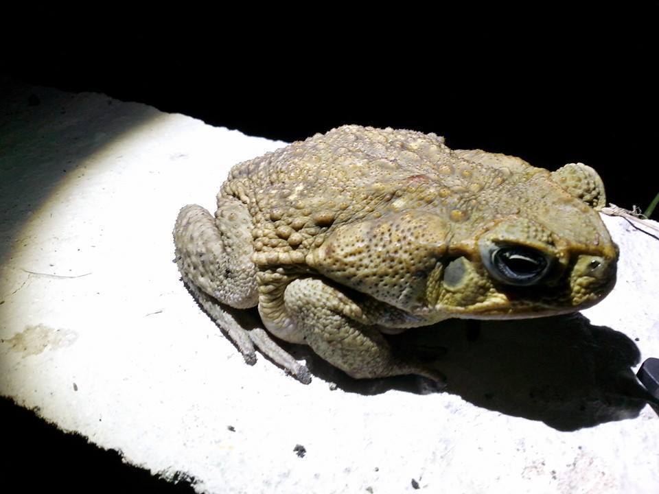 Giant Toad from 92018 Tamos, Ver., México on June 22, 2014 at 04:53 PM ...