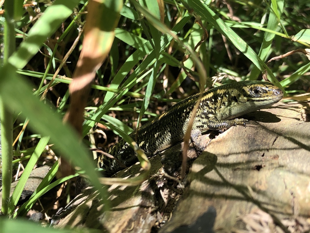 Eastern Mourning Skink in February 2022 by stephrummel · iNaturalist